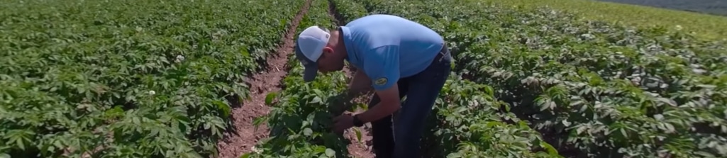 Sterman Masser Potato Farms - Fresh Solutions Network